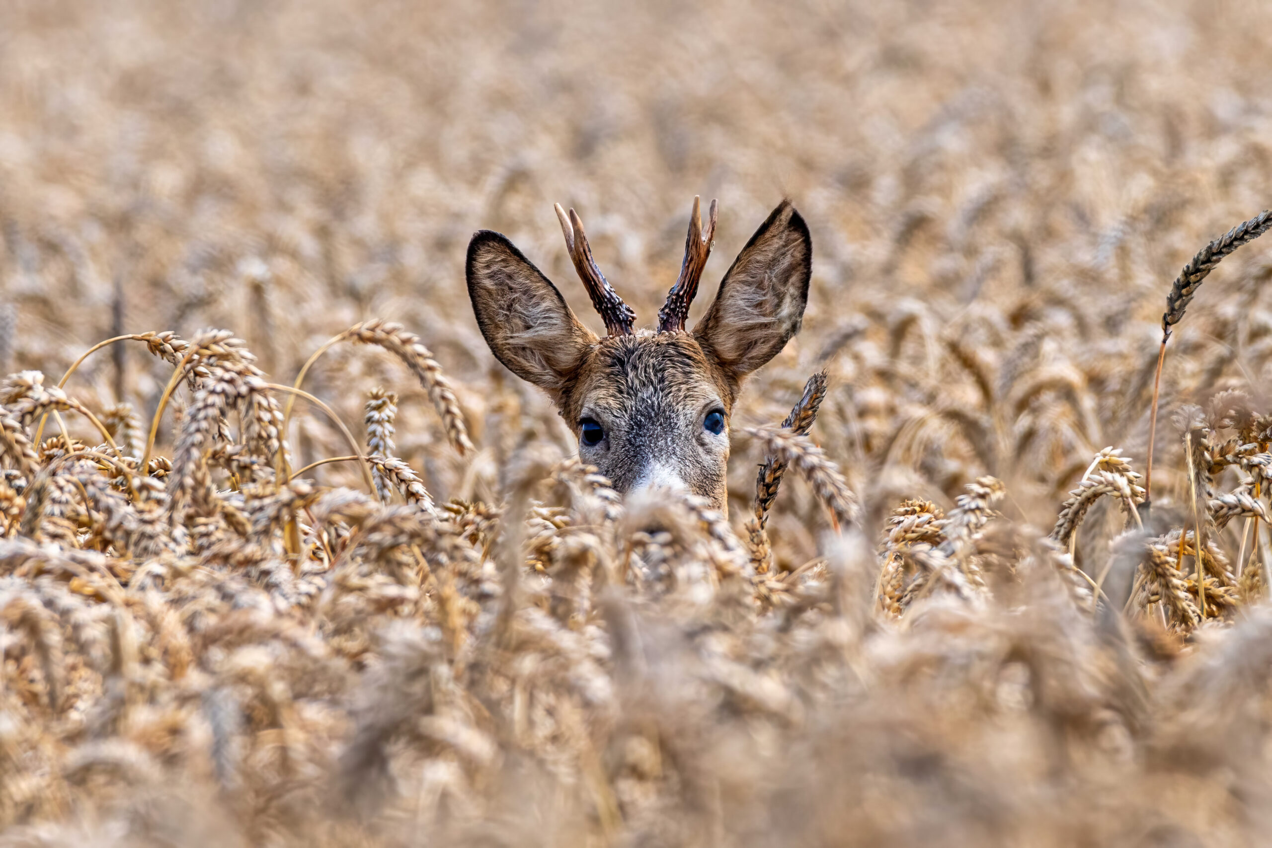 stevns2022.dk - Foto & Video & Kirker kun Stevns